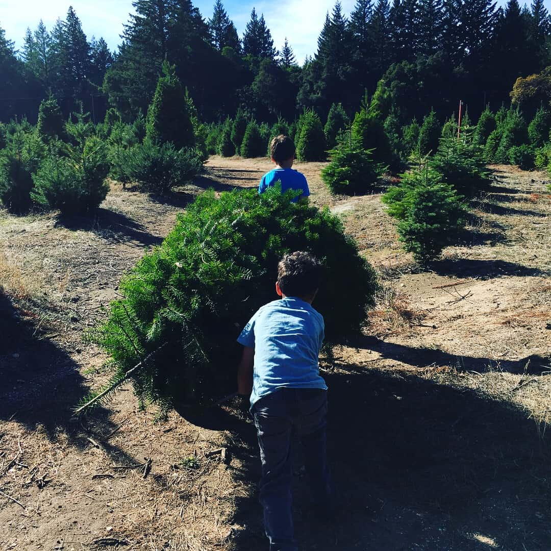 Christmas Tree hunting - Our Northern California Family Tradition ...