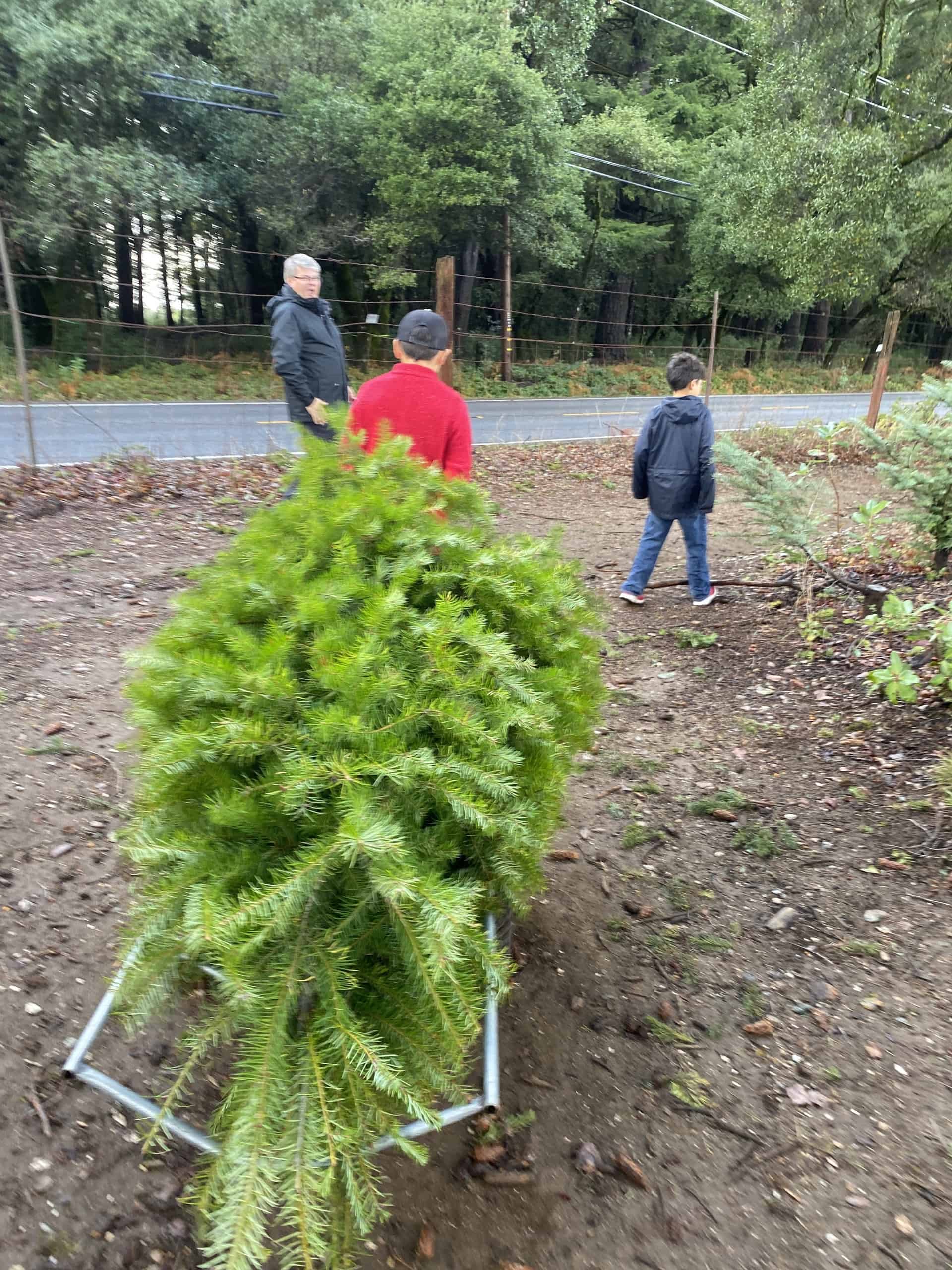 Christmas Tree hunting - Our Northern California Family Tradition ...